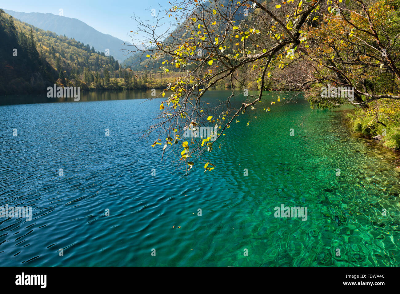 Panda Lake, Jiuzhaigou National Park, Sichuan Province, China, Unesco ...