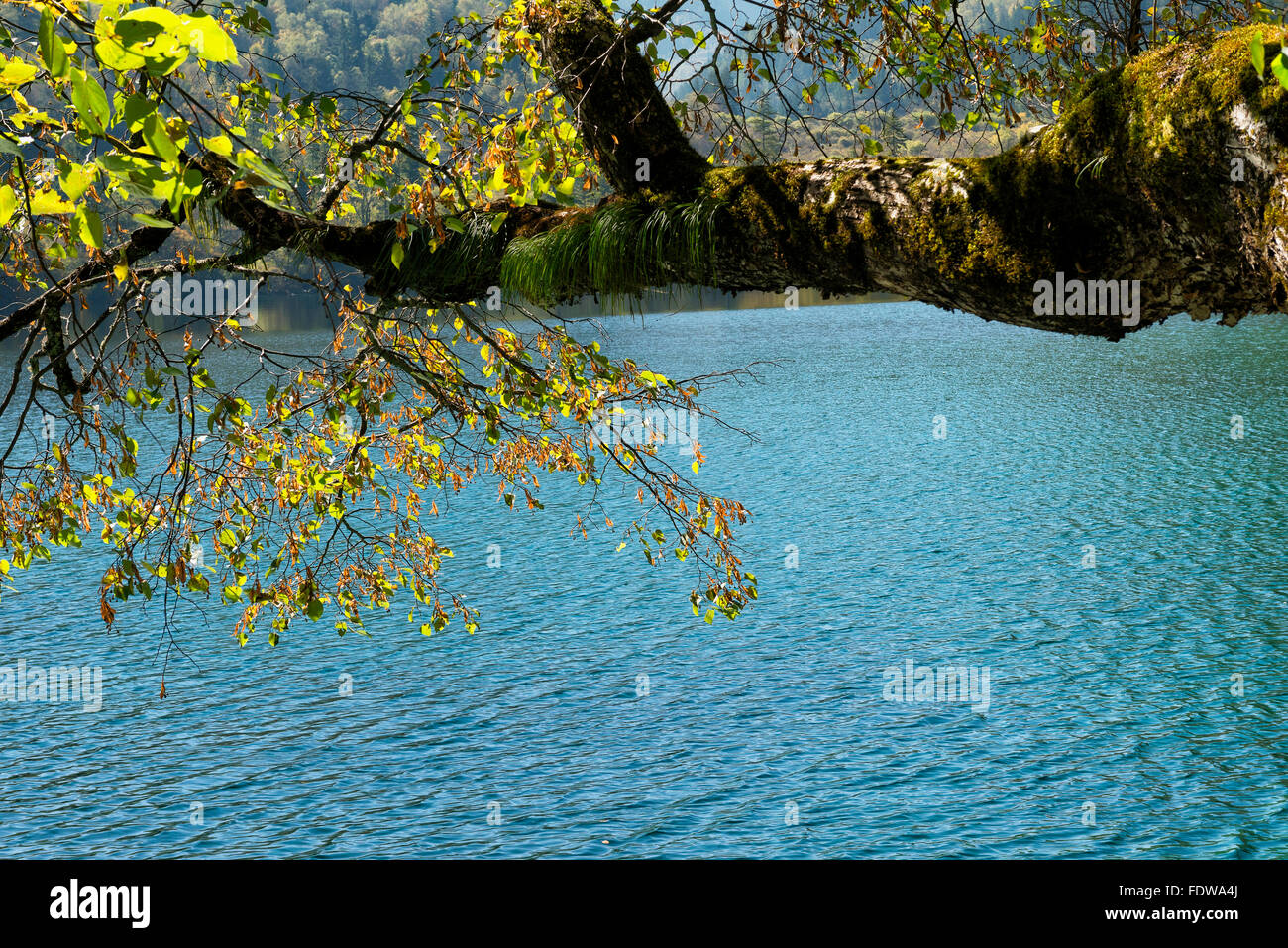 Panda Lake, Jiuzhaigou National Park, Sichuan Province, China, Unesco ...