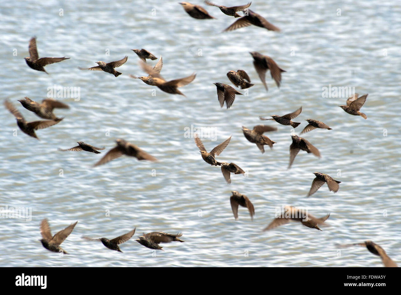 Flock of Starlings Stock Photo - Alamy