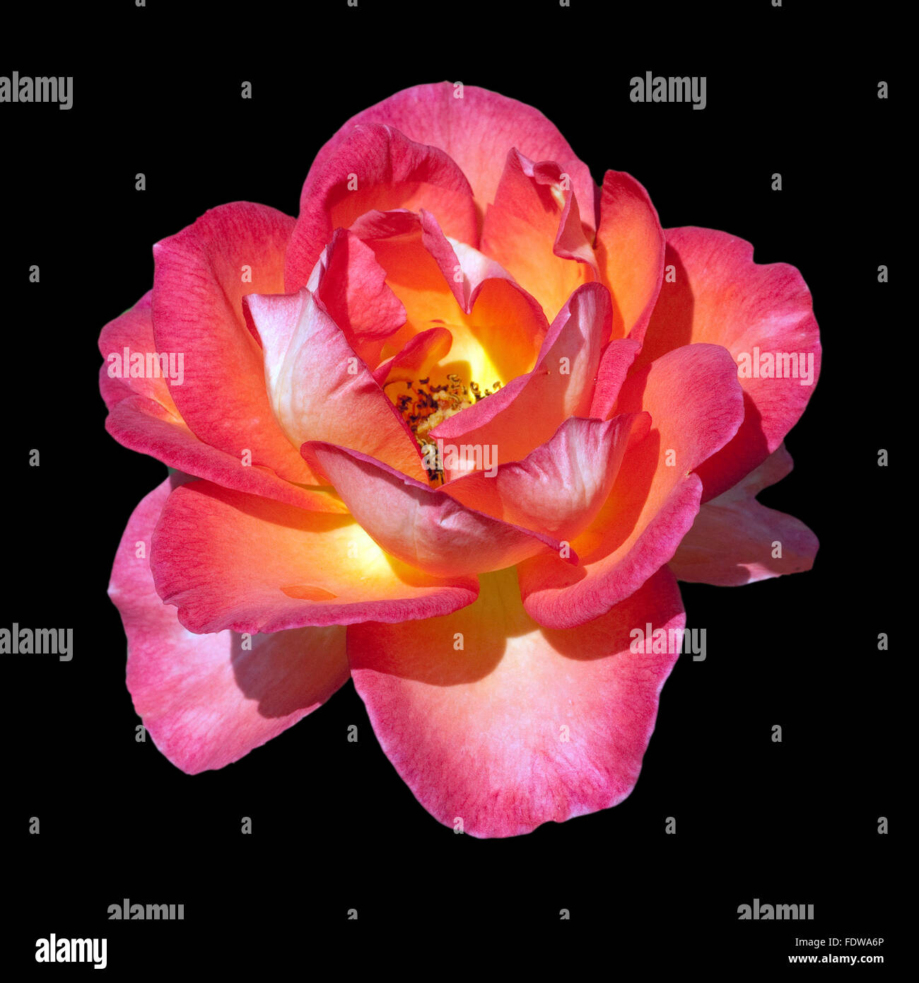 The fairest cape rose hi-res stock photography and images - Alamy