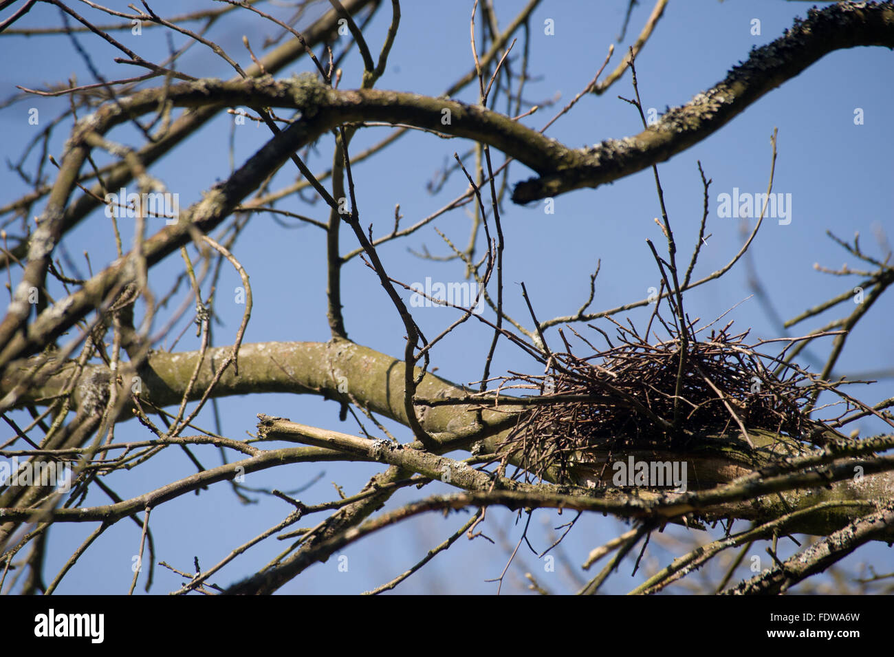 Empty nest hi-res stock photography and images - Alamy