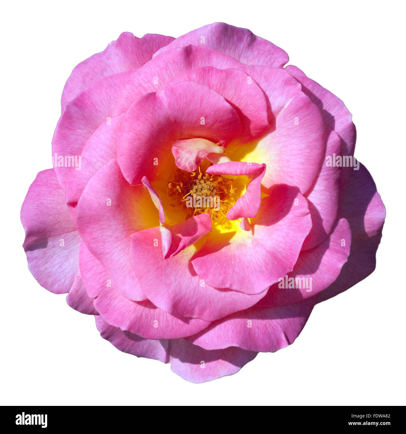 Rose 'pink paradise' hi-res stock photography and images - Alamy