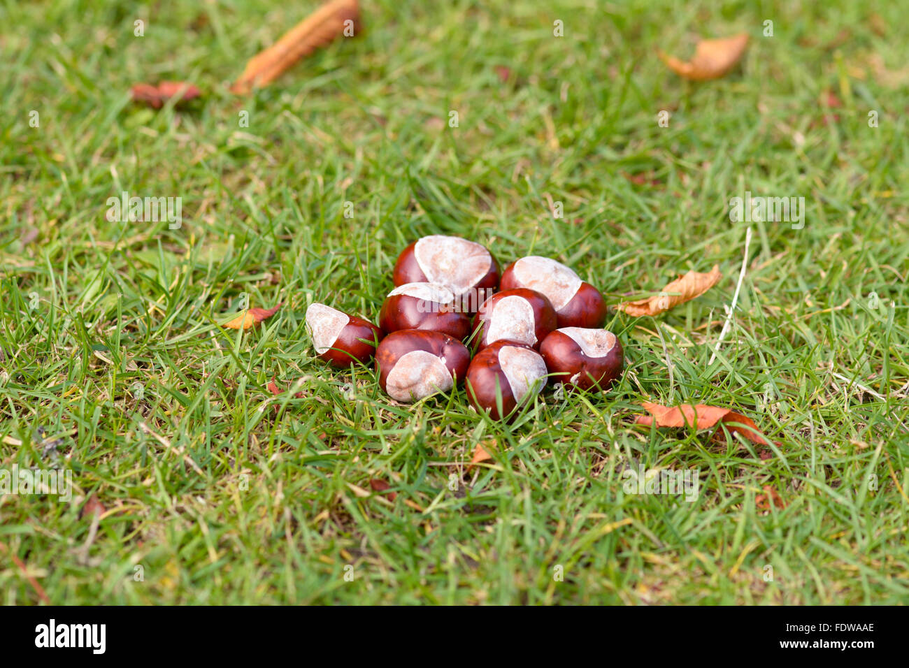 Conkers in grass hi-res stock photography and images - Alamy