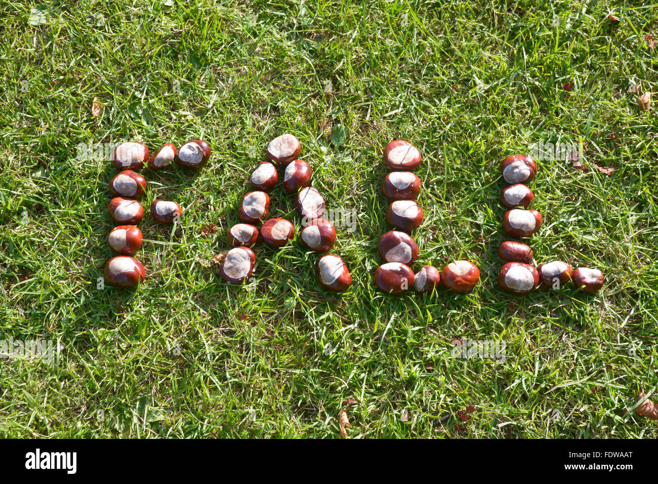 Conker drop hi-res stock photography and images - Alamy