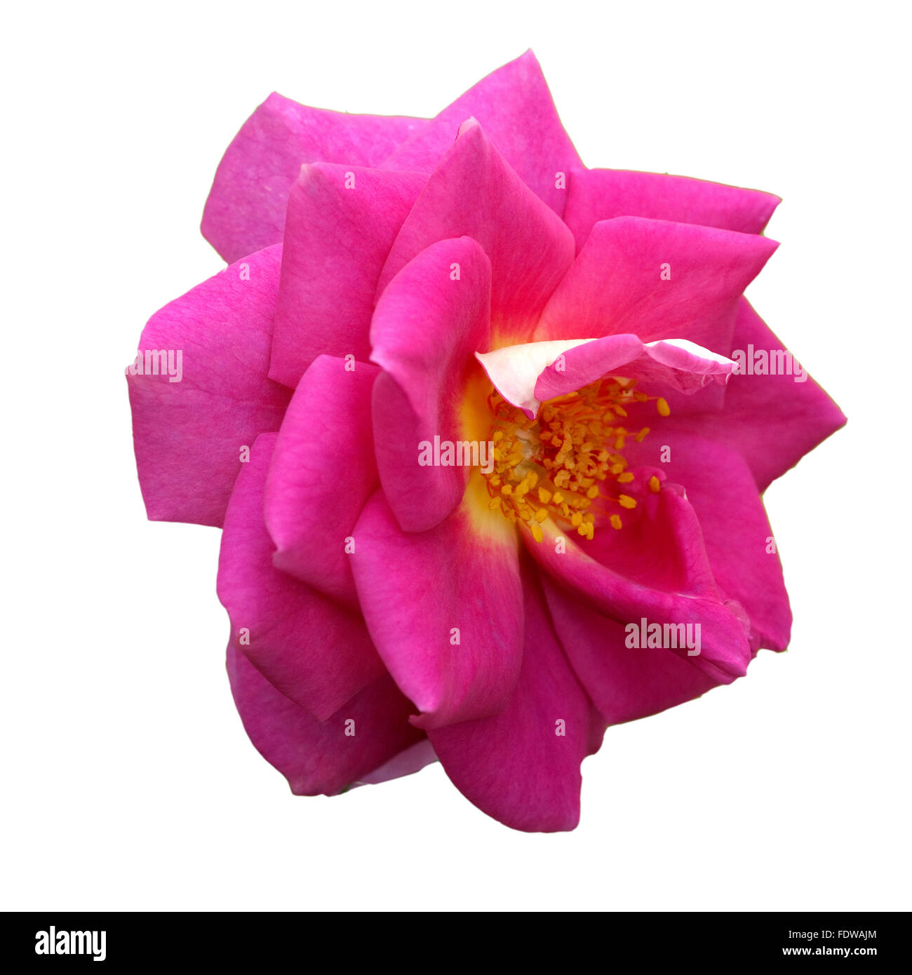 Cut roses shrub Cut Out Stock Images & Pictures - Alamy