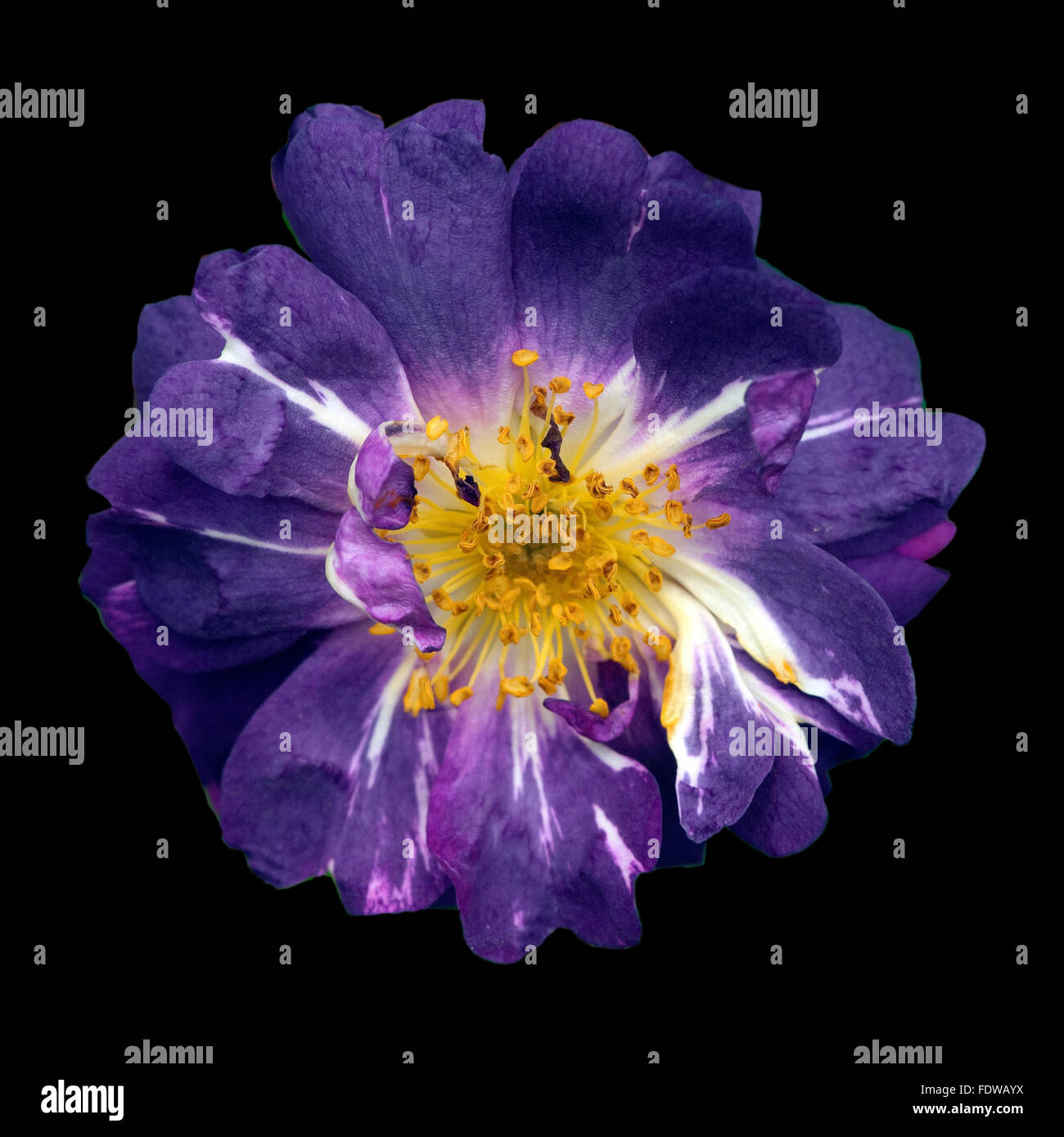 Rose schmidt hi-res stock photography and images - Alamy