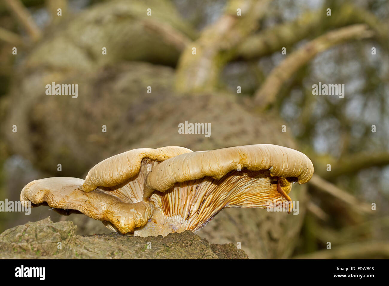 Oyster mushroom (probably Pleurotus dryinus) growing on a dead fallen ...