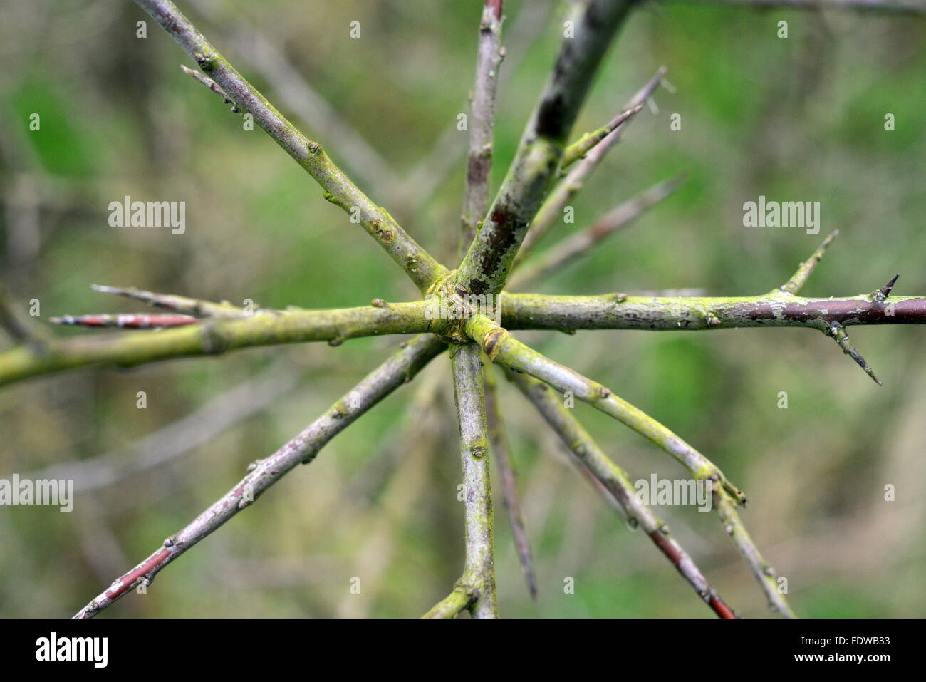 The thorns of winter hi-res stock photography and images - Alamy