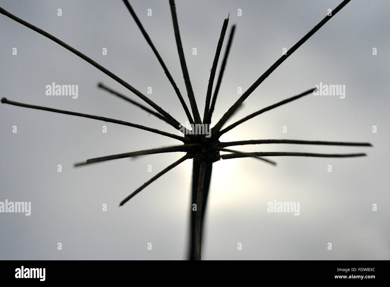 Hemlock dead flower head starburst pattern Stock Photo - Alamy
