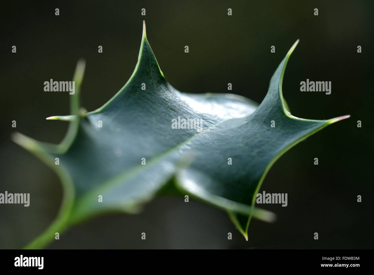 Holly leaf close up Stock Photo - Alamy