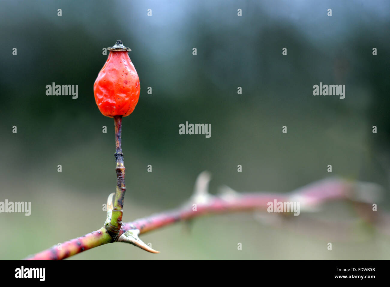 Rose hip hi-res stock photography and images - Alamy