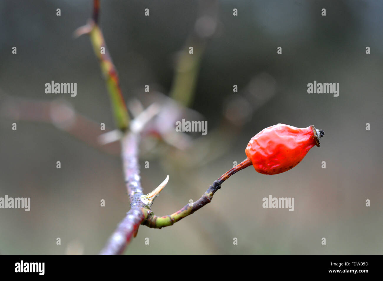 Rose hip hi-res stock photography and images - Alamy