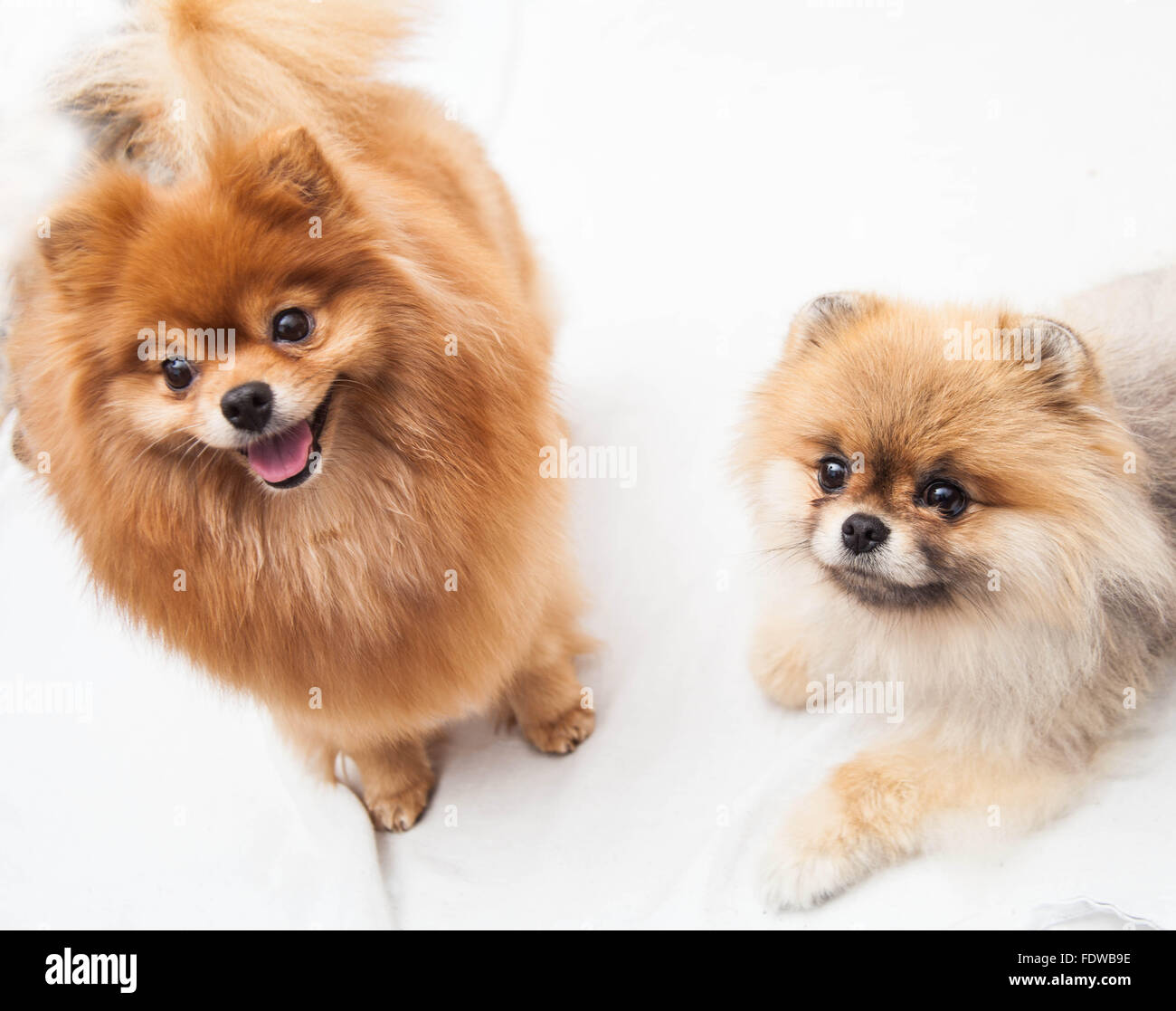 Beige dogs hi-res stock photography and images - Alamy