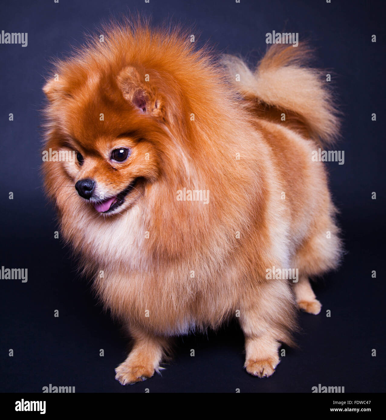 Spitz on a black background Stock Photo - Alamy