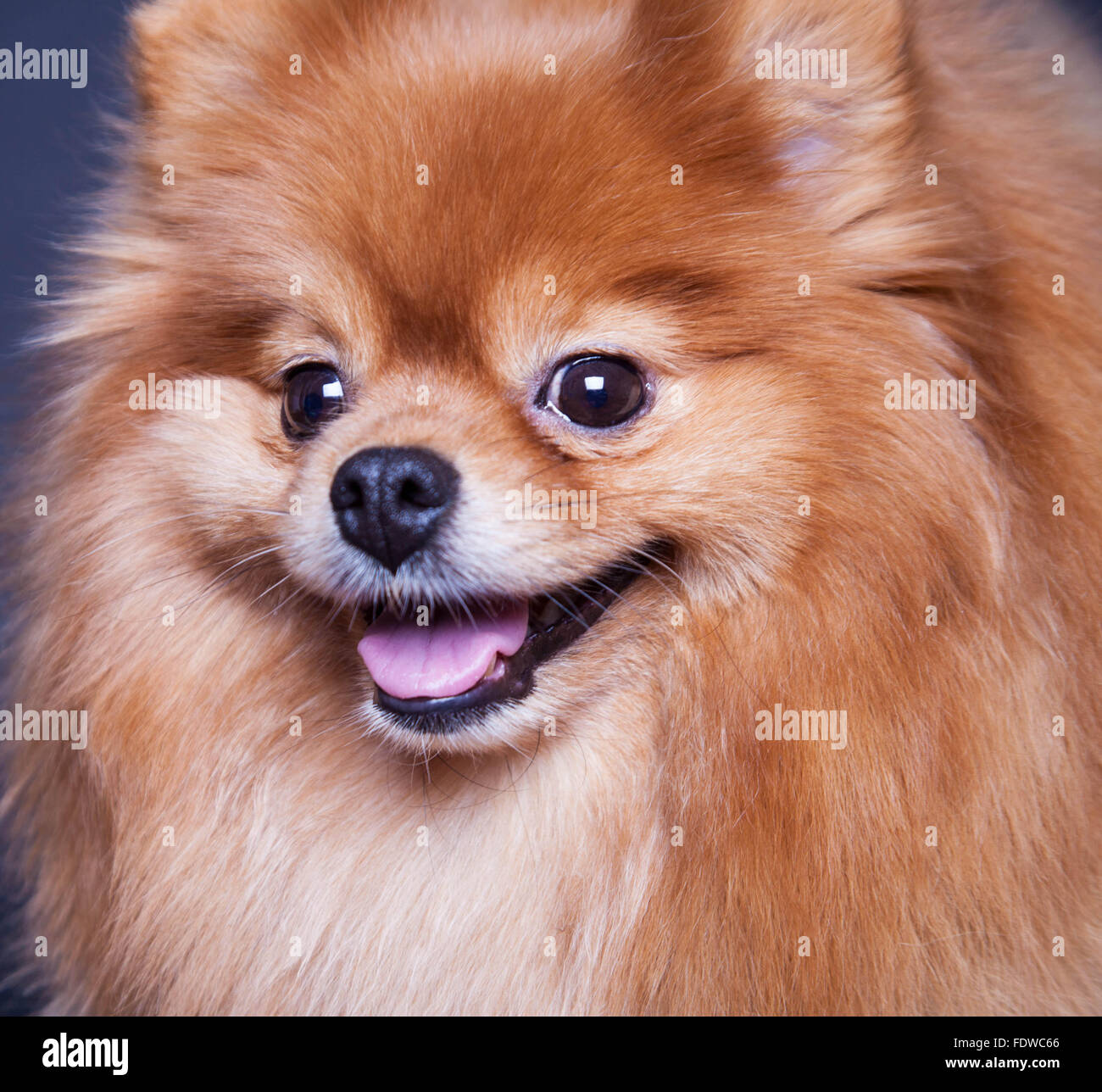 Spitz on a black background Stock Photo - Alamy