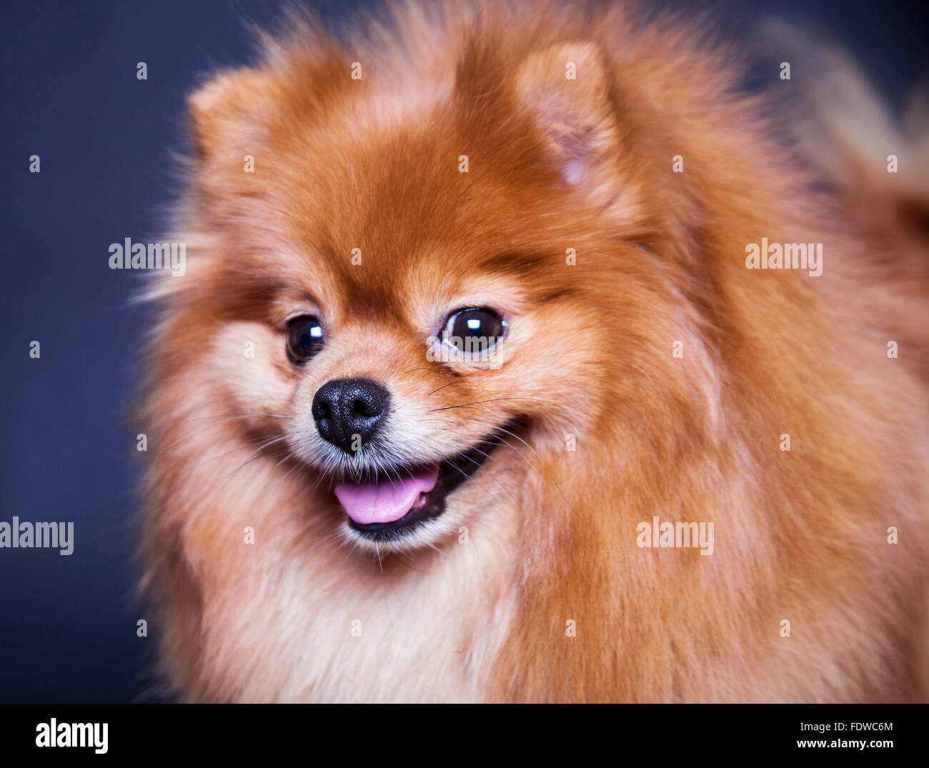 Spitz on a black background Stock Photo - Alamy