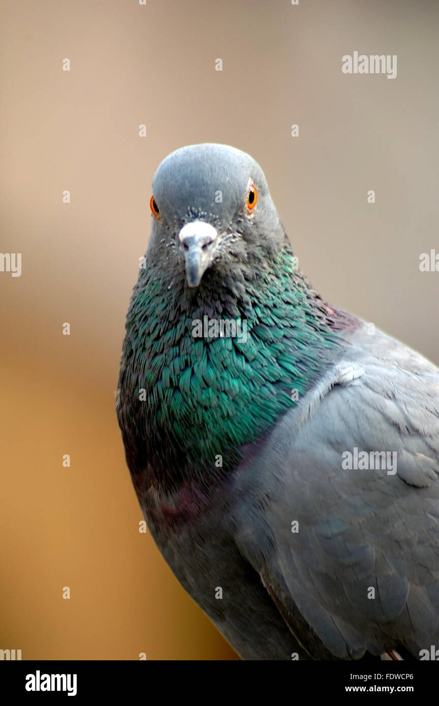 Photography of indian pigeon hi-res stock photography and images - Alamy