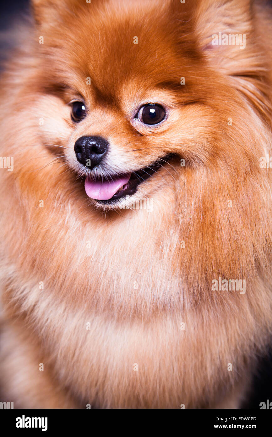 Miniature german spitz dog hi-res stock photography and images - Alamy