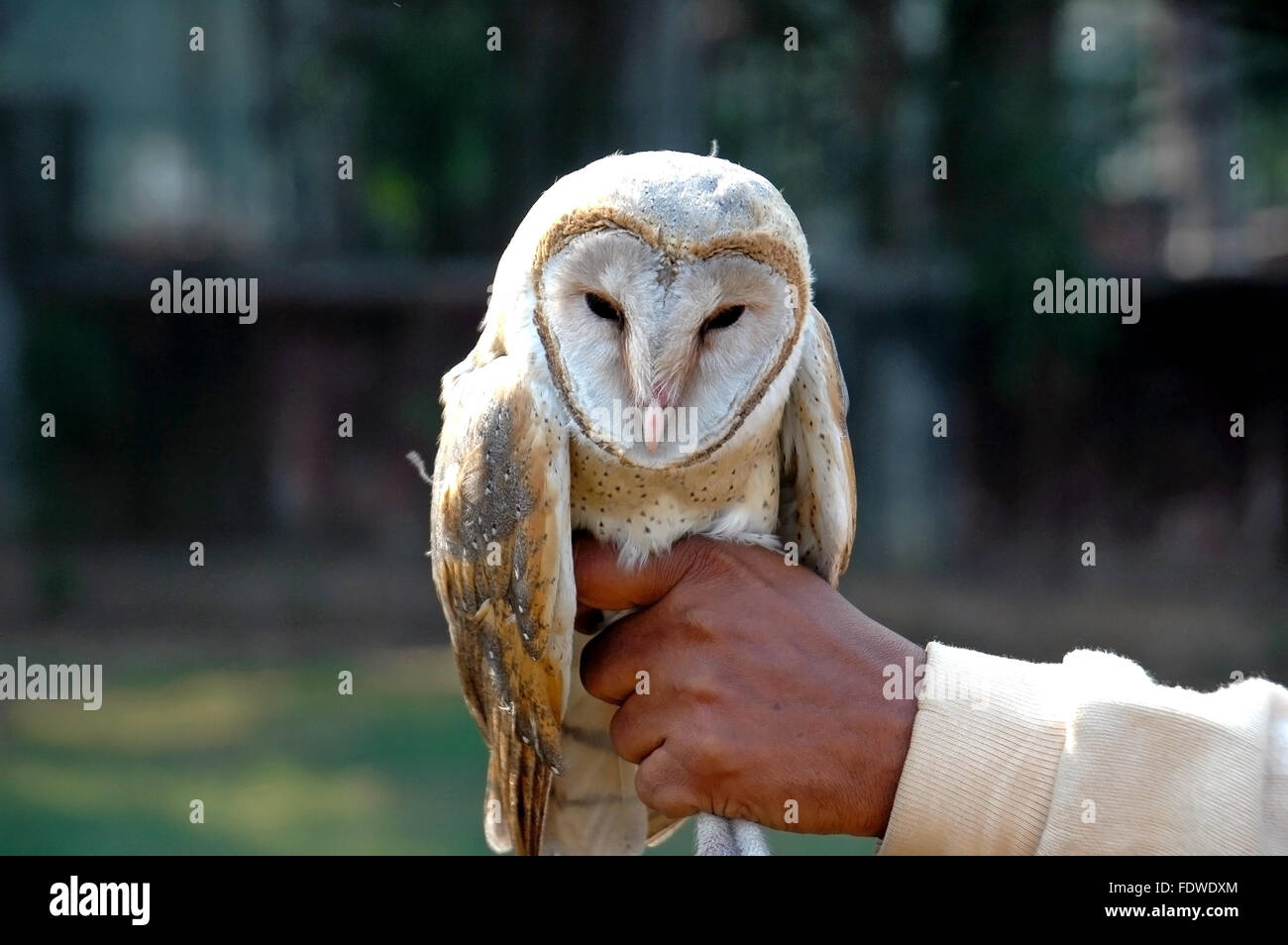 Indian owl hi-res stock photography and images - Alamy