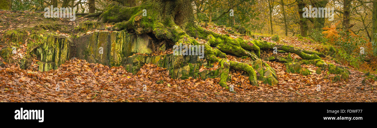 The roots of an ancient oak tree cling around rocks on stony ground ...