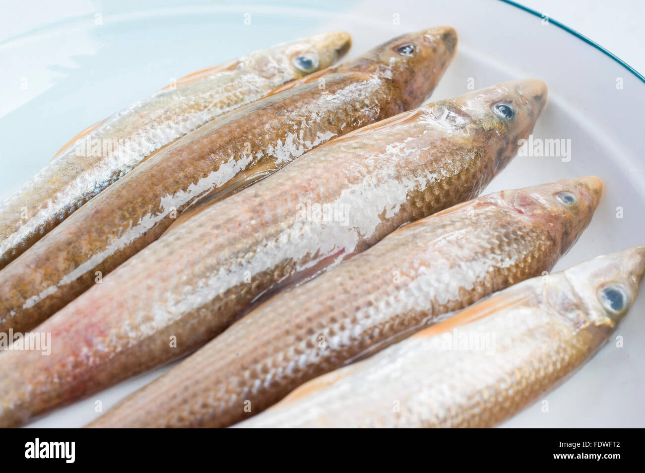 fish in disk Stock Photo - Alamy