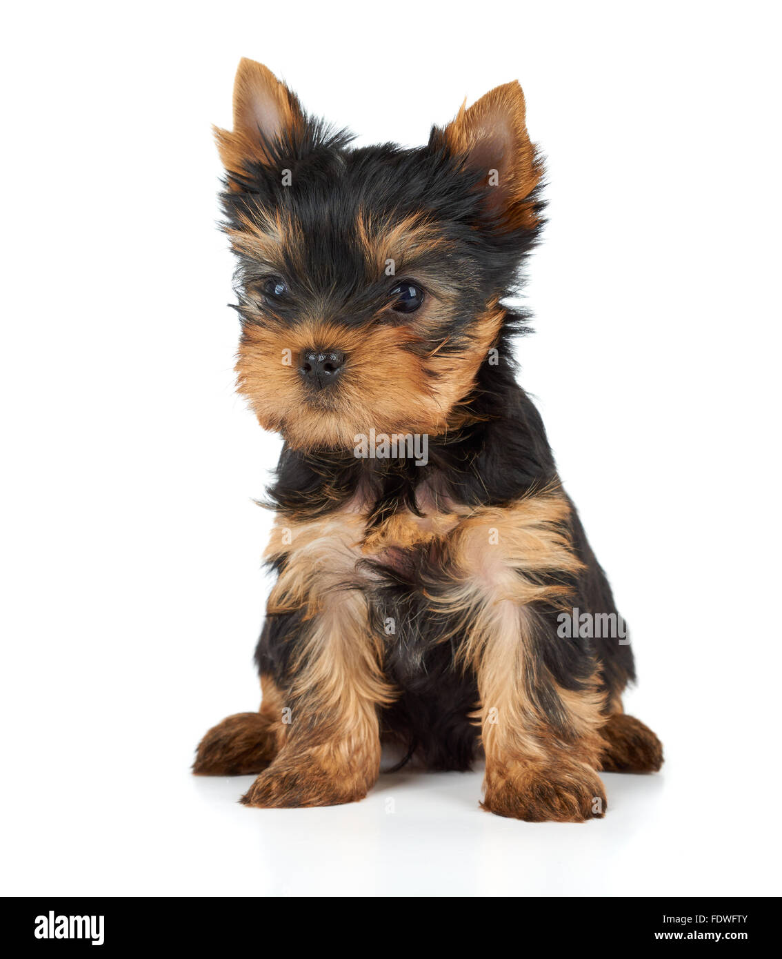 One terrier Cut Out Stock Images & Pictures - Alamy