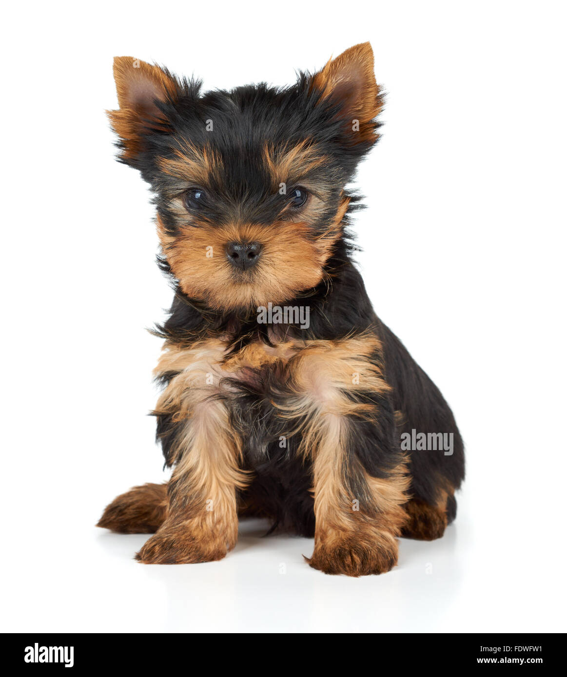 One puppy hi-res stock photography and images - Alamy