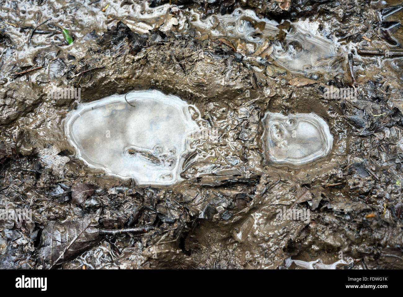 Footprint in mud Stock Photo - Alamy