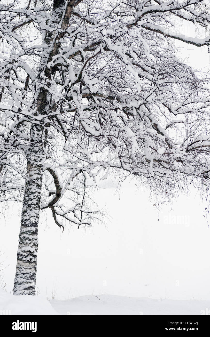 Snow covered birch tree Stock Photo - Alamy