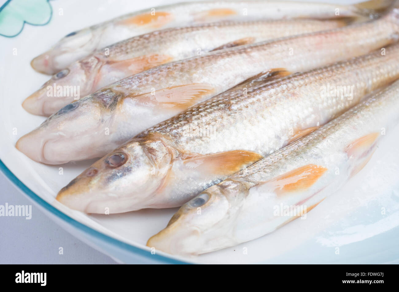 fish in disk Stock Photo - Alamy