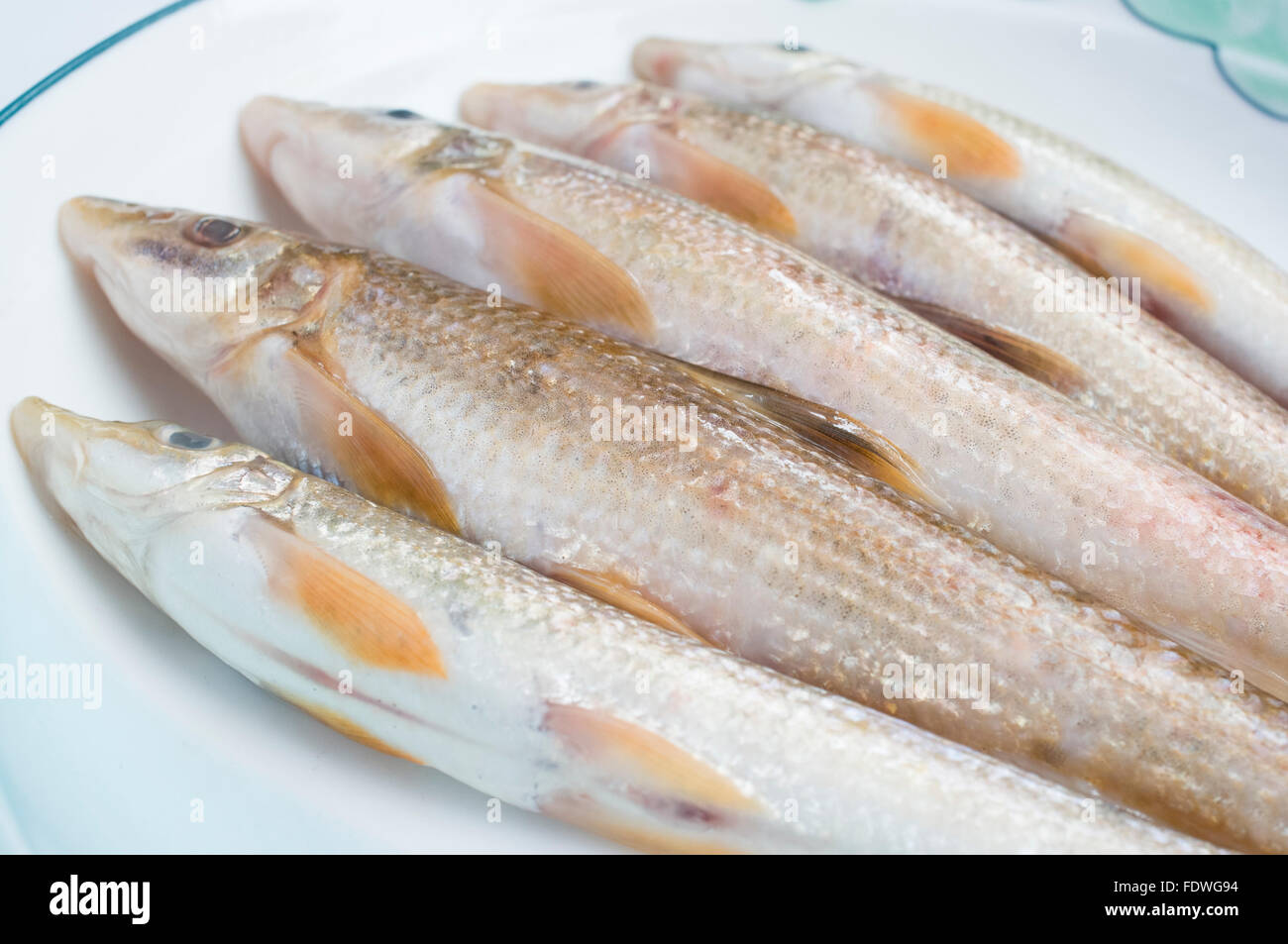 Disk Fish High Resolution Stock Photography and Images - Alamy