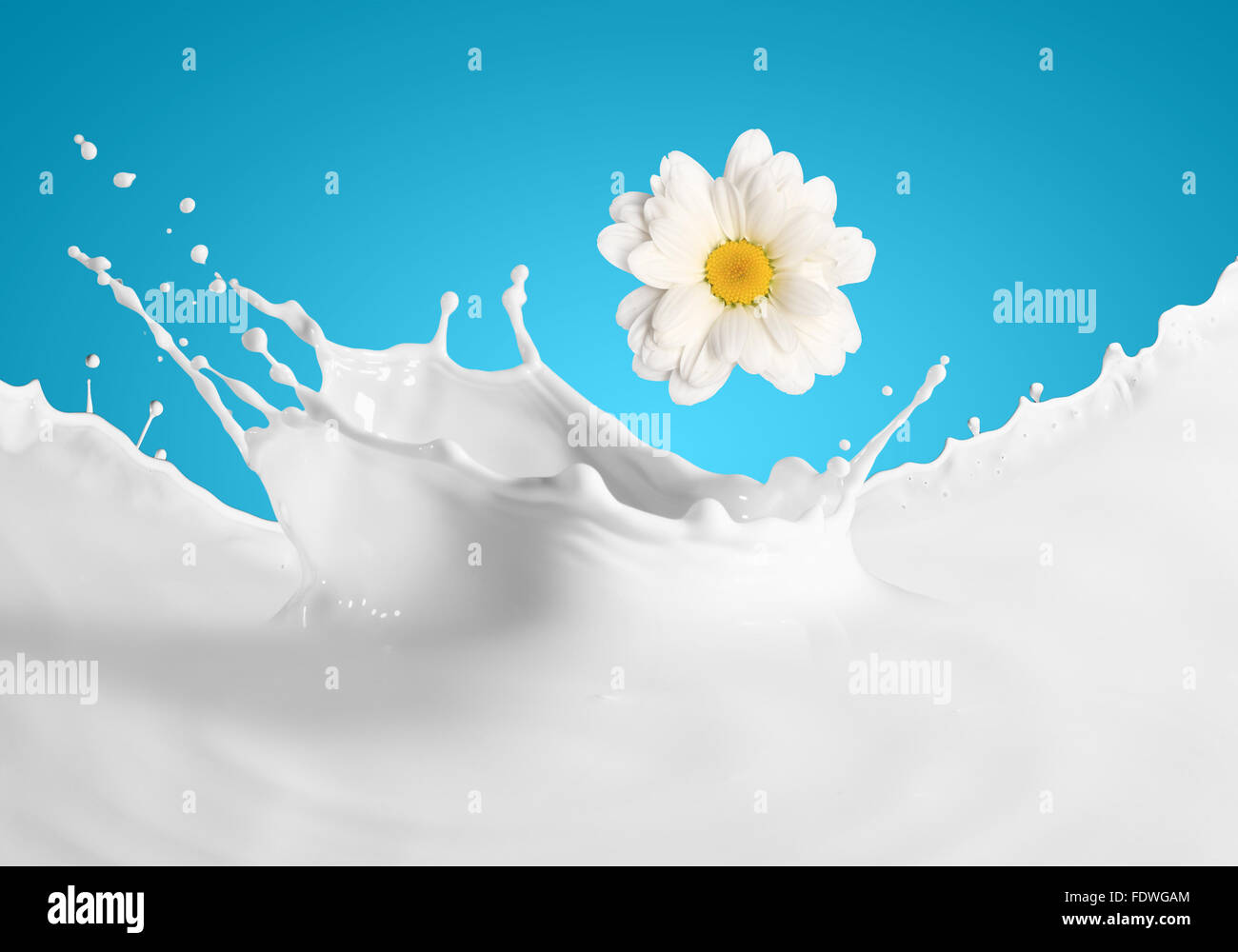 Image of milk splashes with camomile against color background Stock ...
