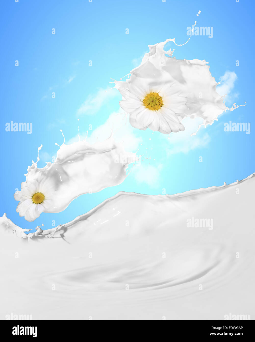 Image of milk splashes with camomile against color background Stock ...