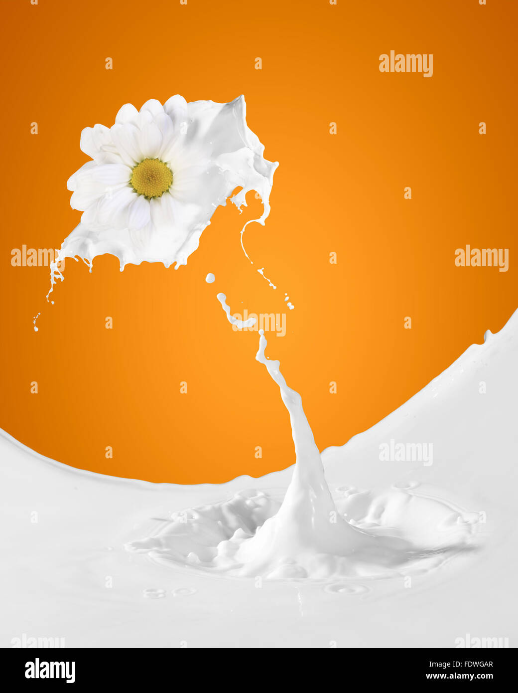 Image of milk splashes with camomile against color background Stock ...