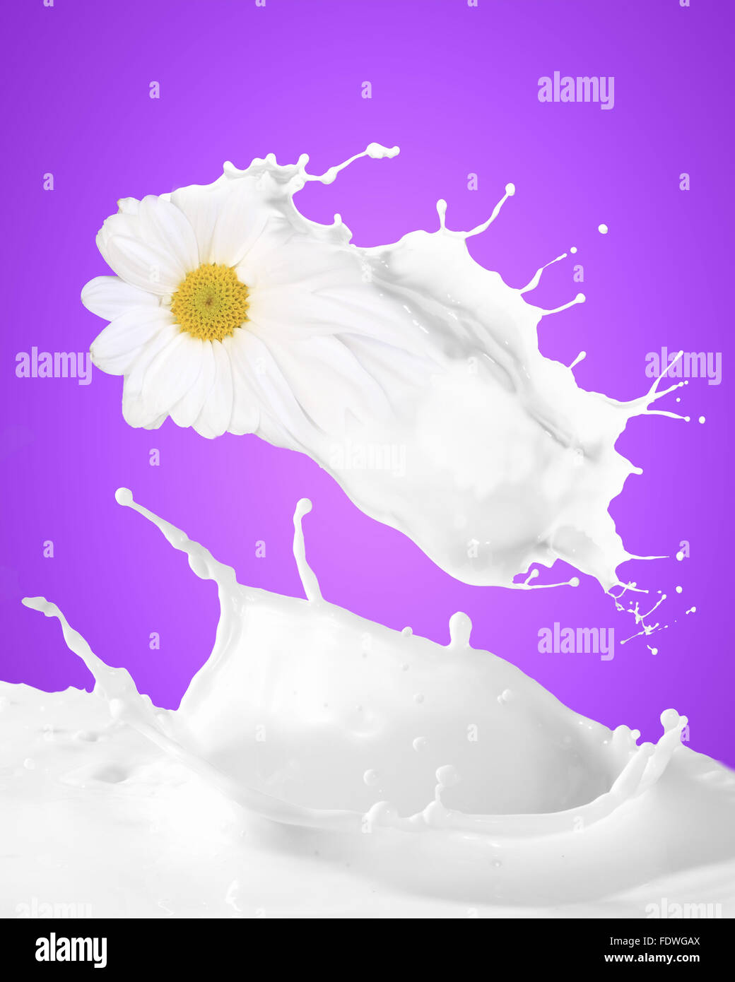 Image of milk splashes with camomile against color background Stock ...