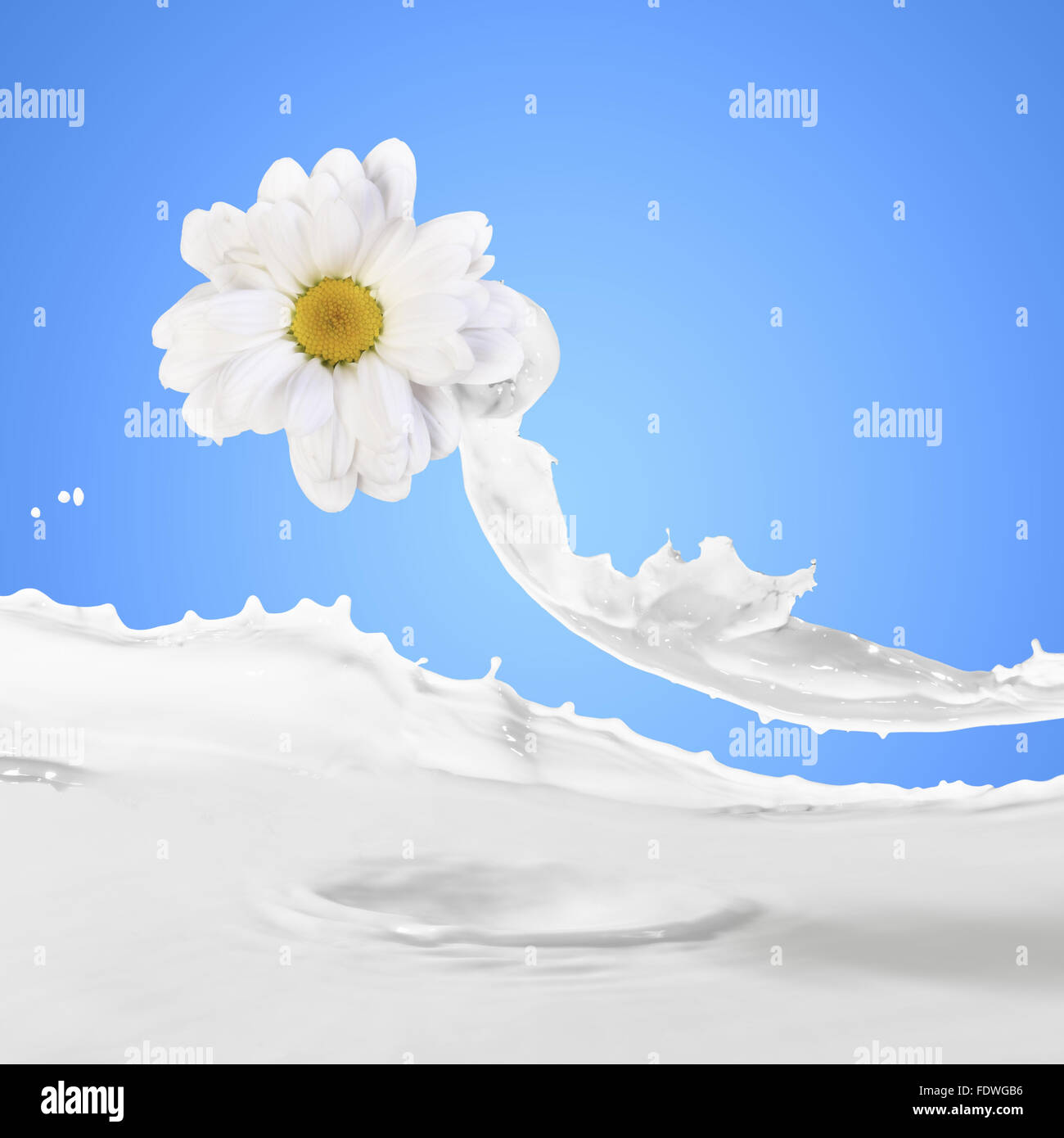 Image of milk splashes with camomile against color background Stock ...
