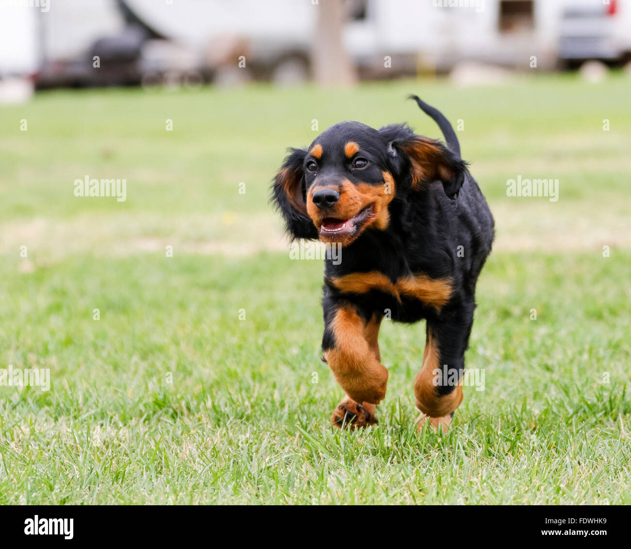 Gordon setter hi-res stock photography and images - Alamy
