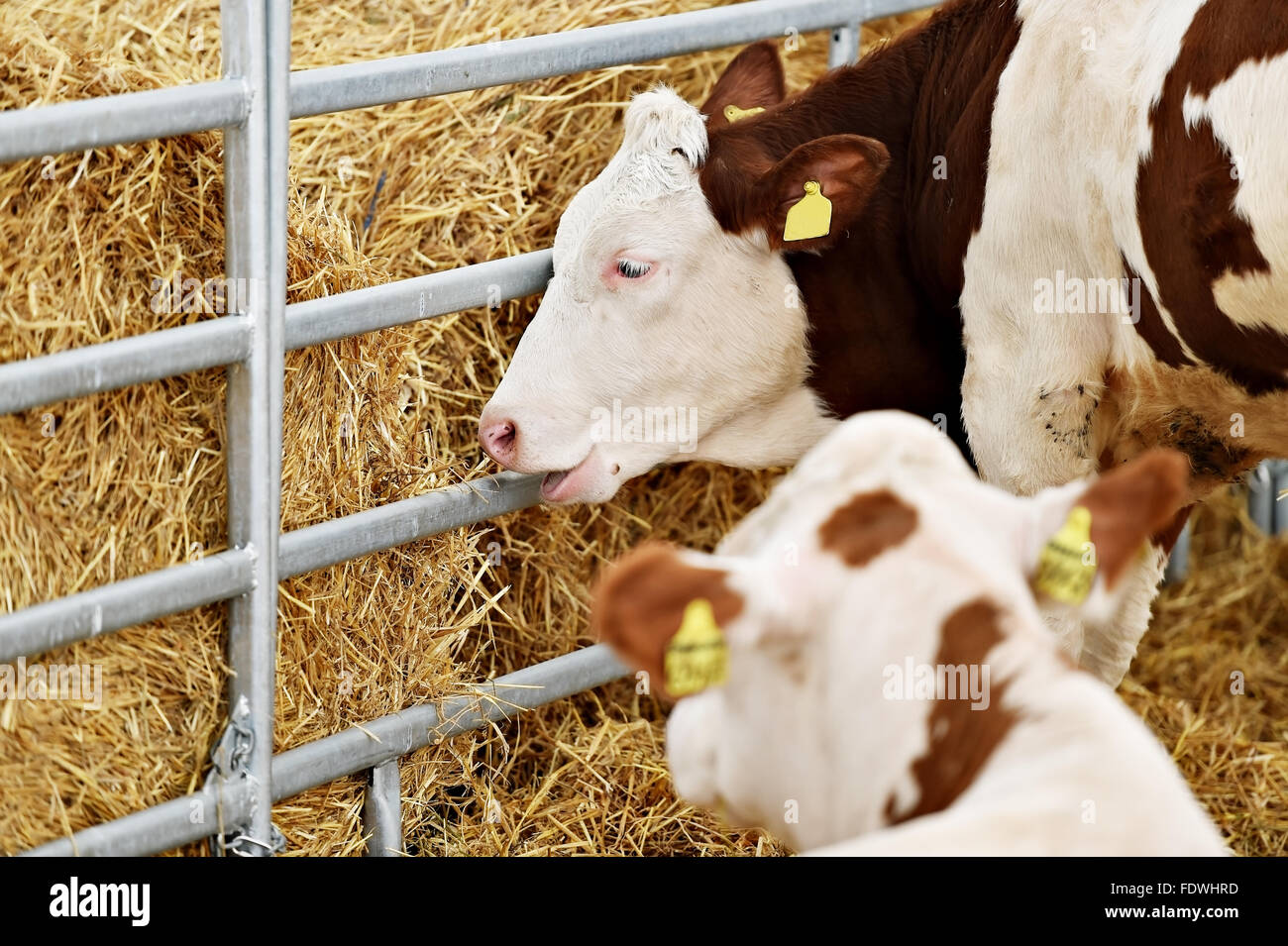 Pile of hay hi-res stock photography and images - Alamy