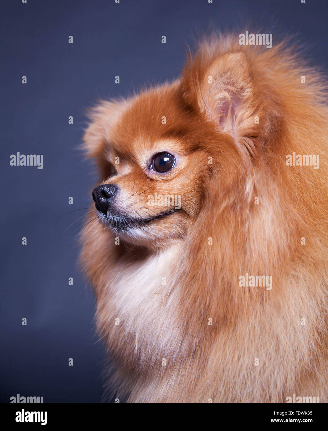 Miniature german spitz dog hi-res stock photography and images - Alamy