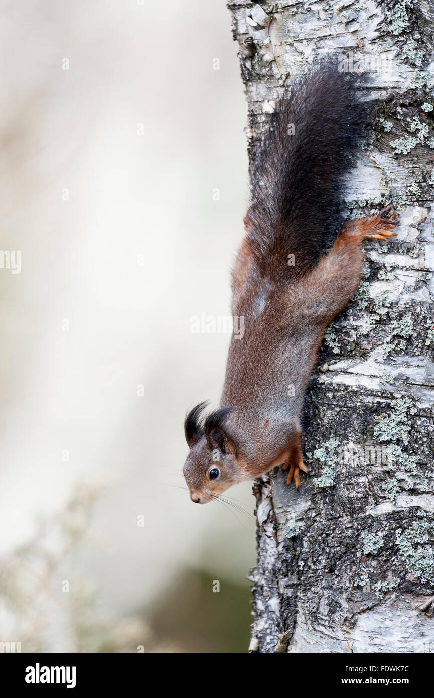 Varmland Sweden Animal Stock Photos & Varmland Sweden Animal Stock ...