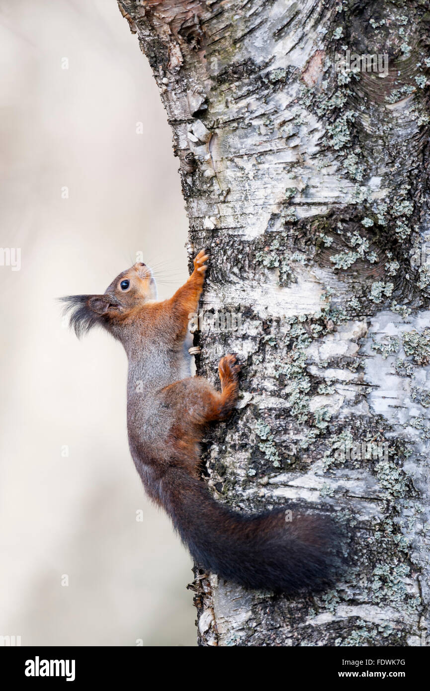 Varmland Sweden Animal Stock Photos & Varmland Sweden Animal Stock ...