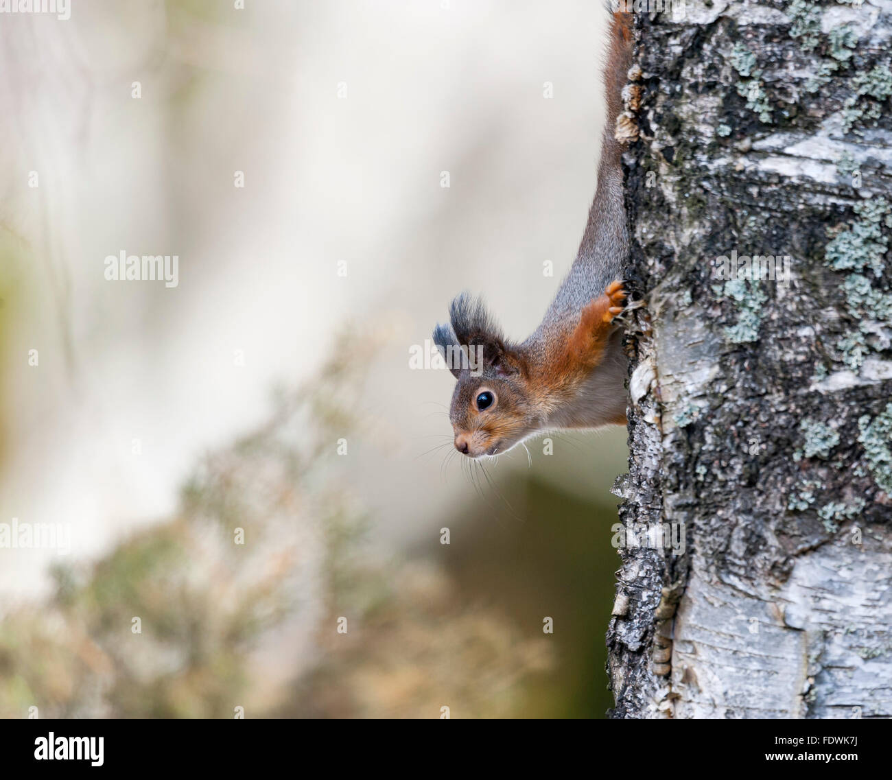 Varmland sweden animal hi-res stock photography and images - Alamy