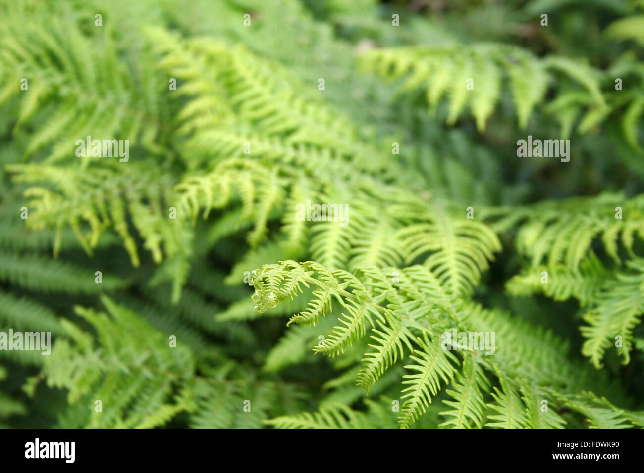 Beautiful green, irish, ferns in the countryside Stock Photo - Alamy
