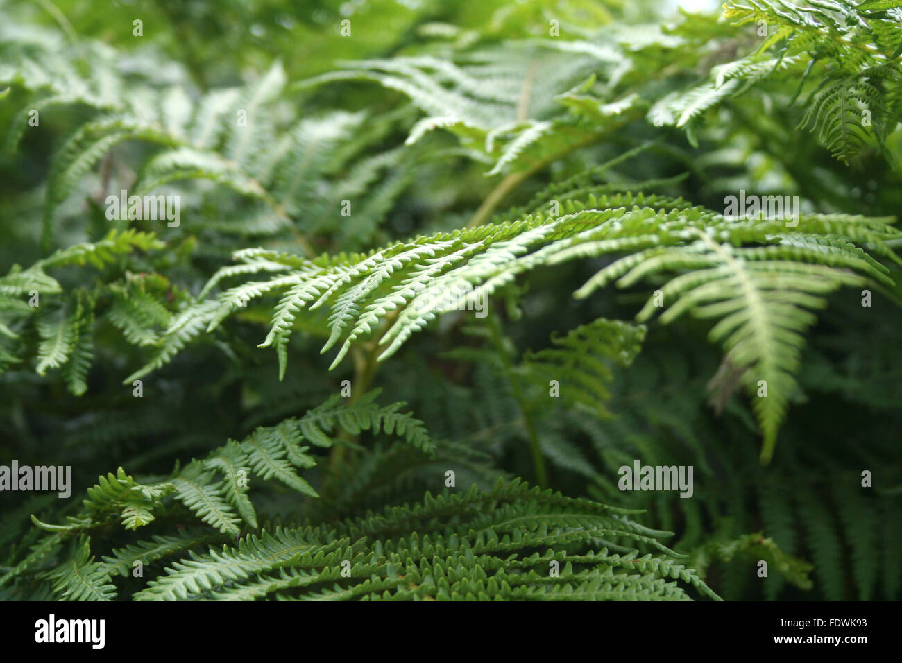 Irish fern plant hi-res stock photography and images - Alamy
