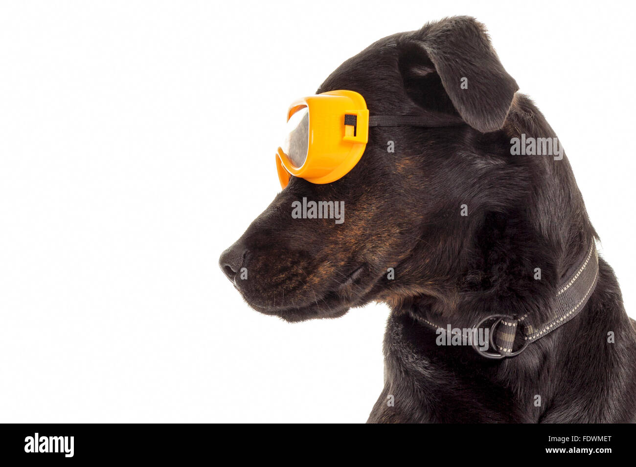 Dog with safety goggles hi-res stock photography and images - Alamy