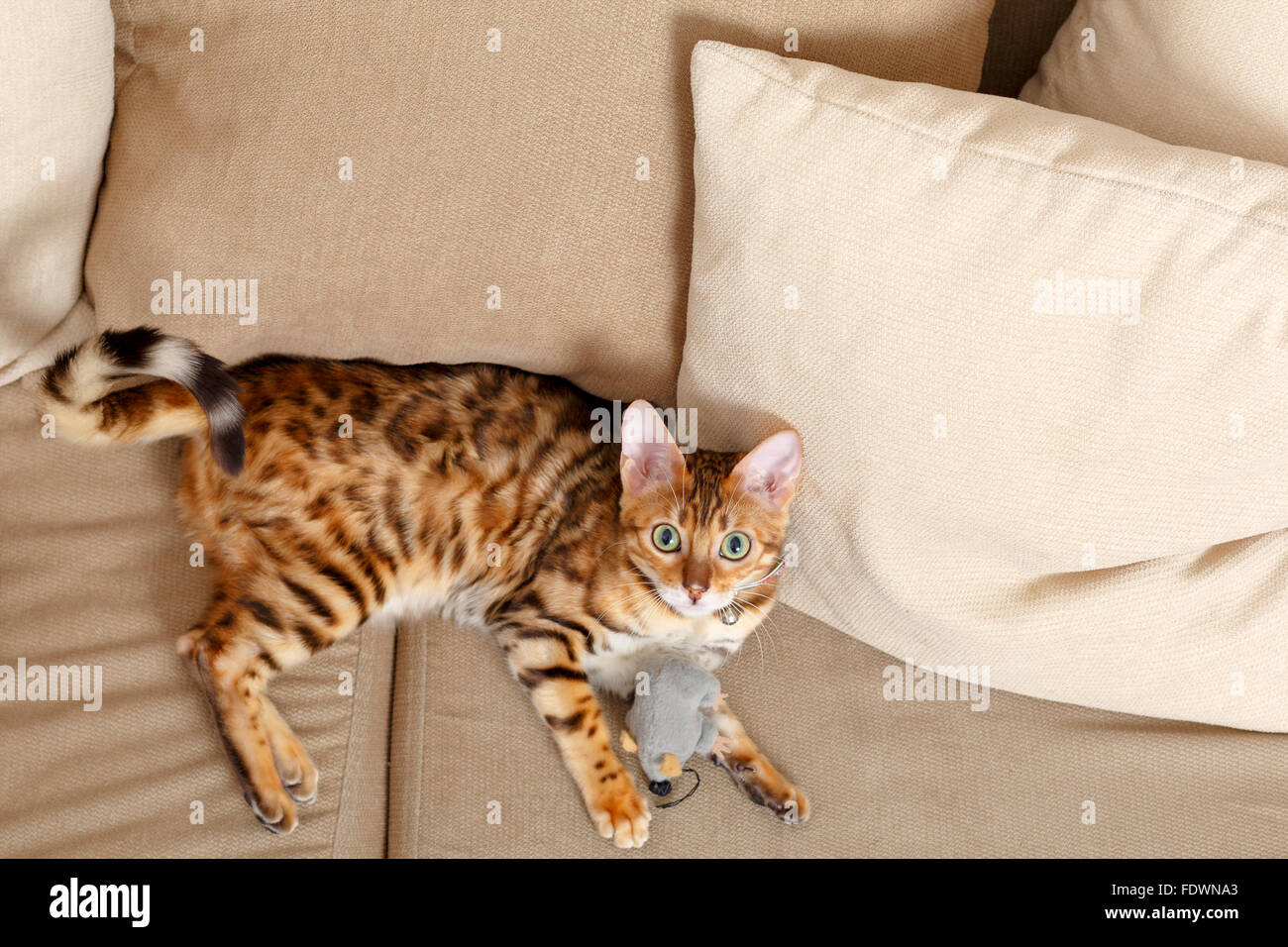 Female Bengal cat kitten from above laying on sofa Model Release: No ...