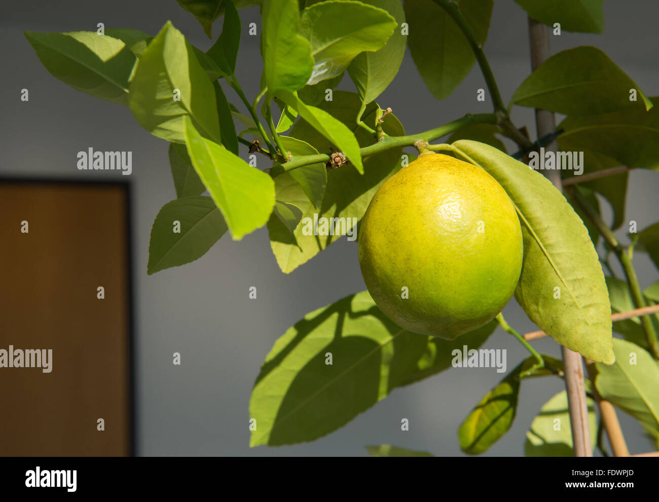 Berlin germany lemon tree hi-res stock photography and images - Alamy