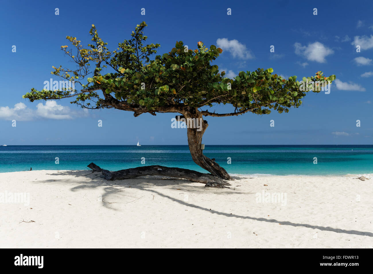Tree on a Caribbean Beach, Grand Anse Beach, St Georges, Grenada, West Indies, Caribbean Stock ...