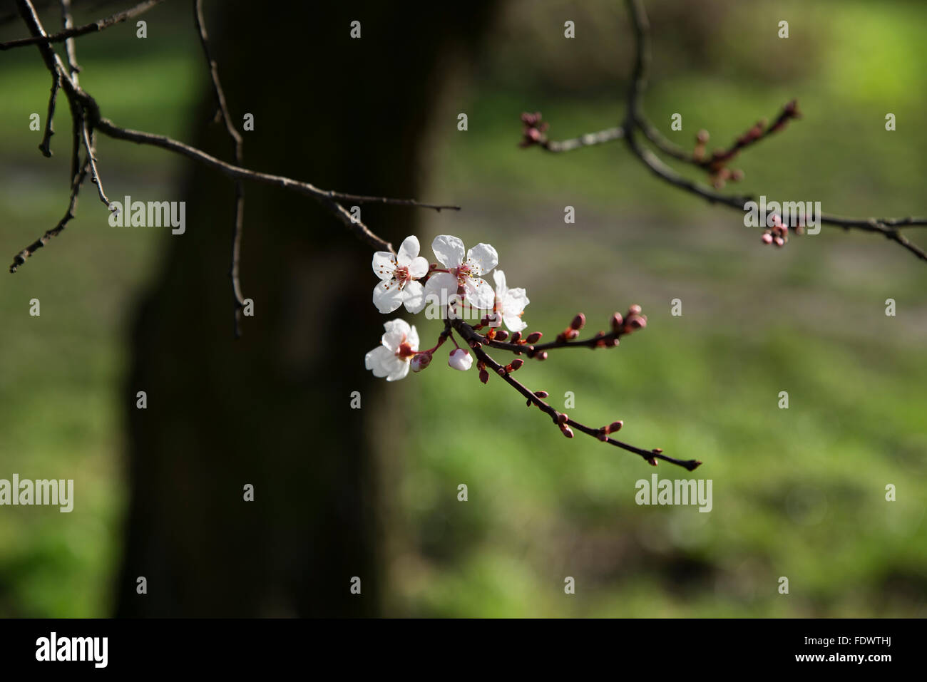 Tree blossoms starting to flower Stock Photo - Alamy