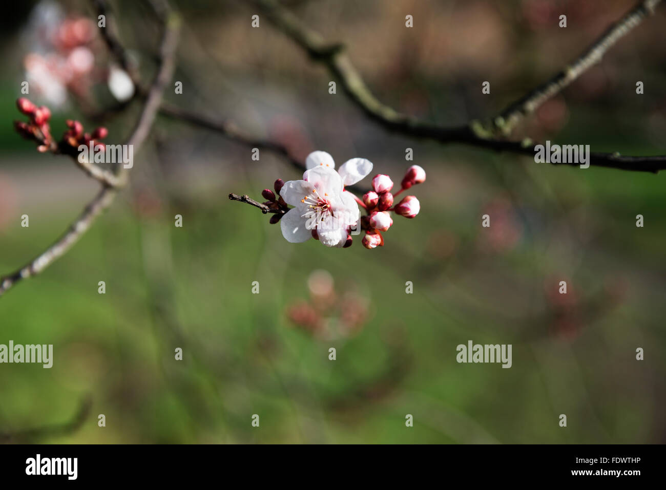 Tree blossoms starting to flower Stock Photo - Alamy